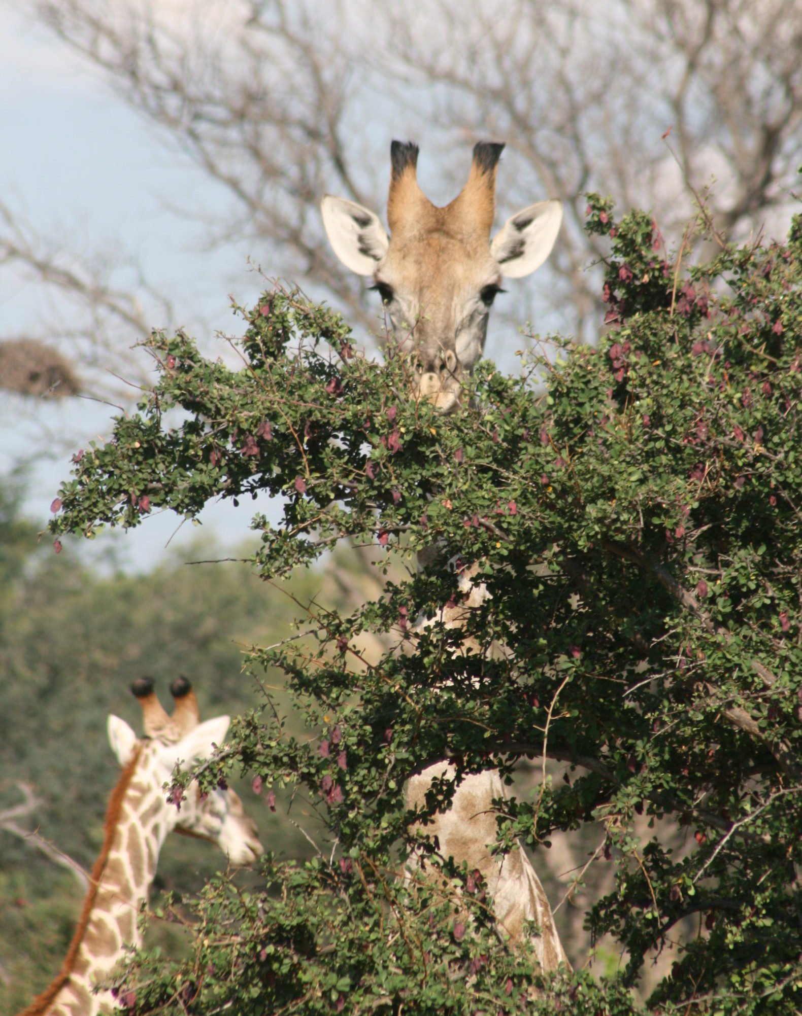 Ken Borland | Birding/Wildlife